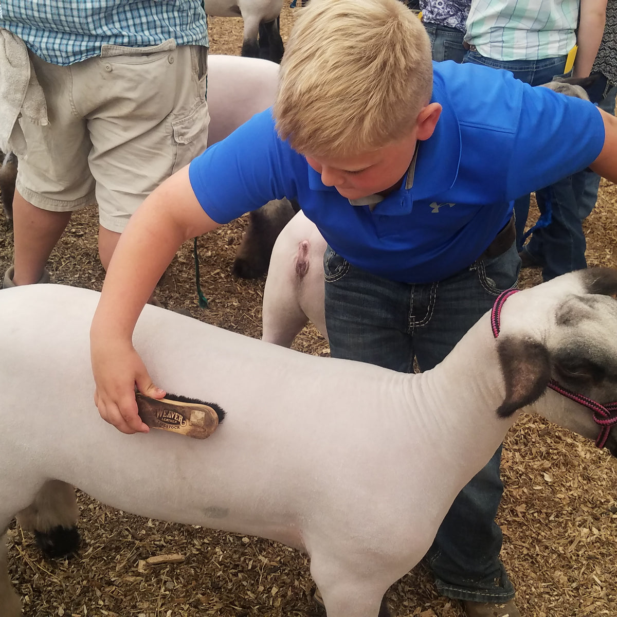 Thank a Stock Show Kid – Weaver Livestock