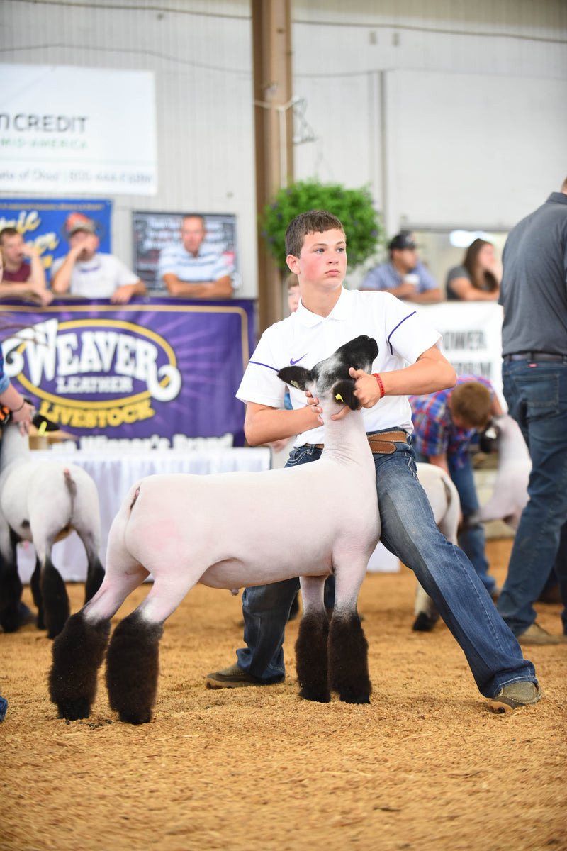 Comparison is the Death of Joy – Weaver Livestock