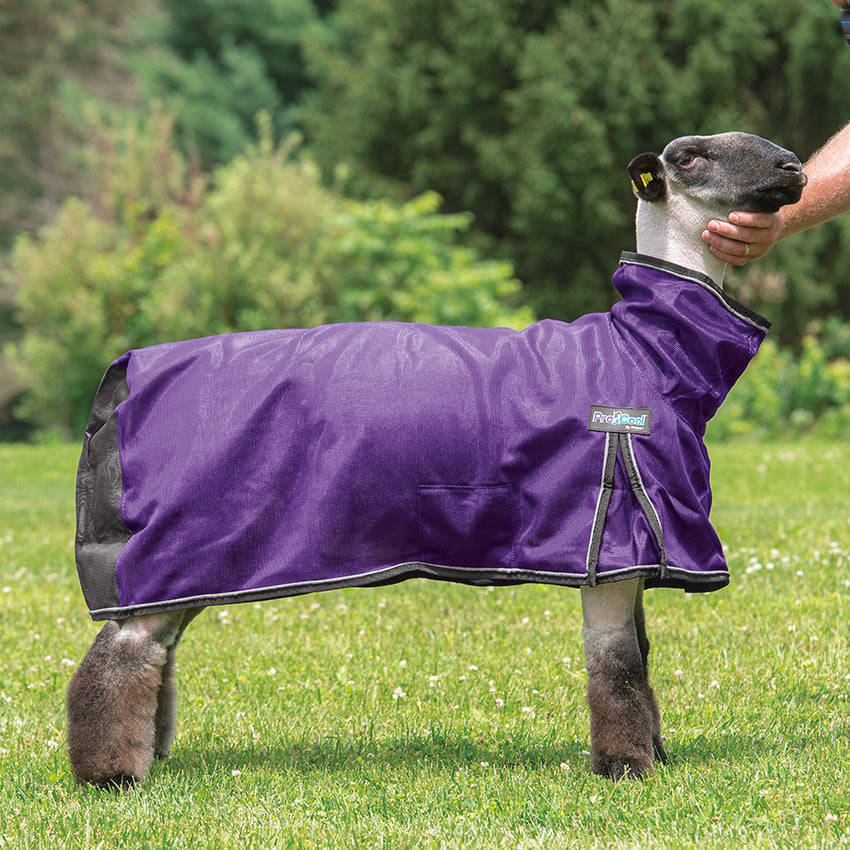 ProCool™ Sheep Blanket with Reflective Piping, Mesh Butt - Weaver Livestock