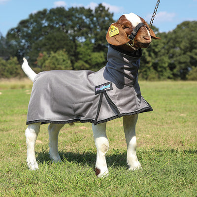 How to Teach Your Calf to Set Up - Weaver Livestock