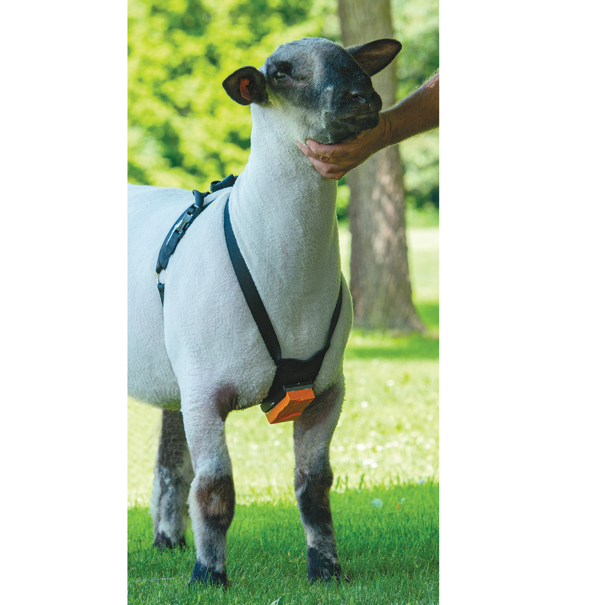 Sheep & Ram Marking Harness - Weaver Livestock