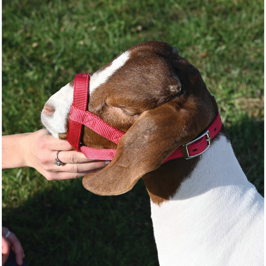 Goat Halter and Leads for Comfortable Walking and Shows – Weaver Livestock