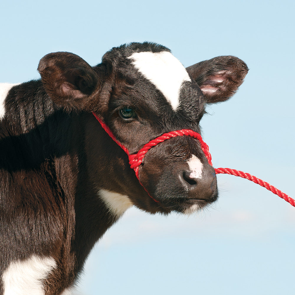 Rope Halter, Calf - Weaver Livestock