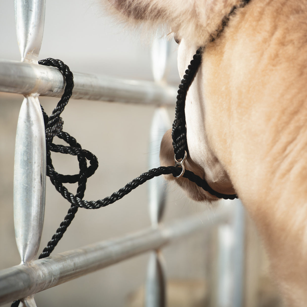 Poly Rope Breaking Halter - Weaver Livestock