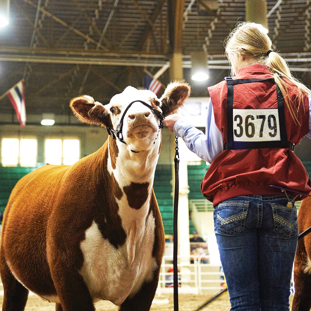 Exhibitor Number Harness - Weaver Livestock