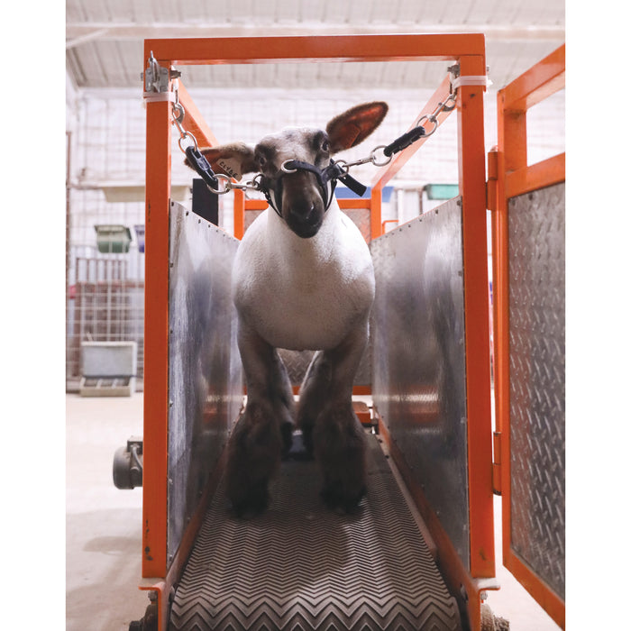 Sheep Training – Weaver Livestock