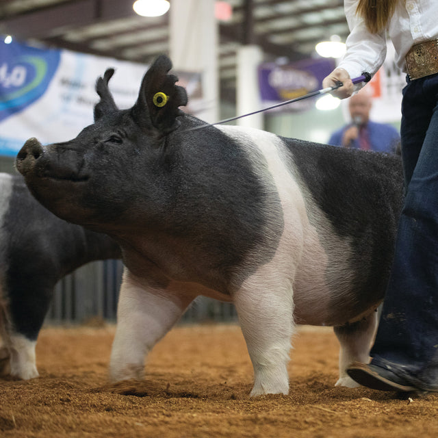 Braided Basic Whip - Weaver Livestock