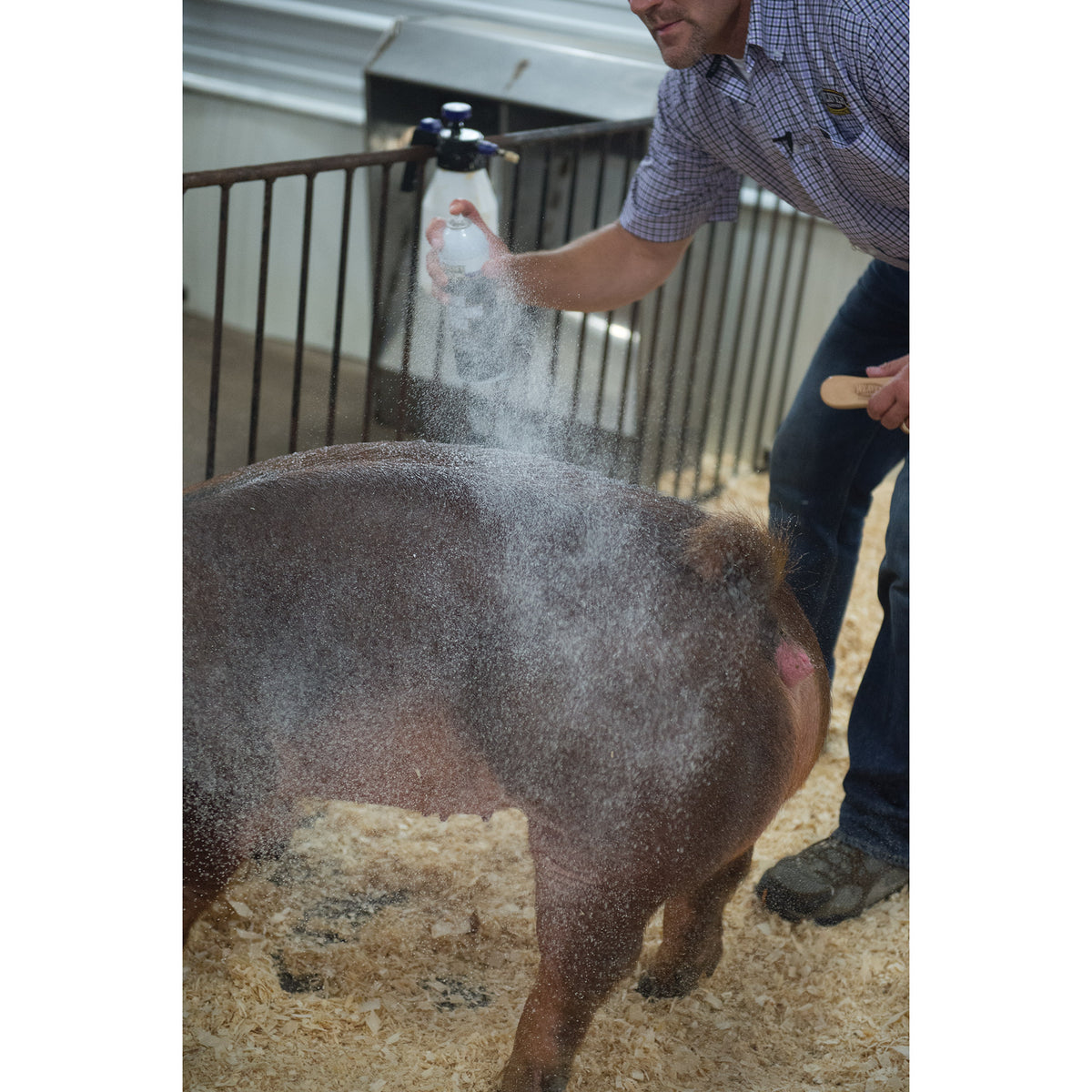 Pig Conditioner for Show Pigs - Enhance Coat Shine & Health – Weaver ...