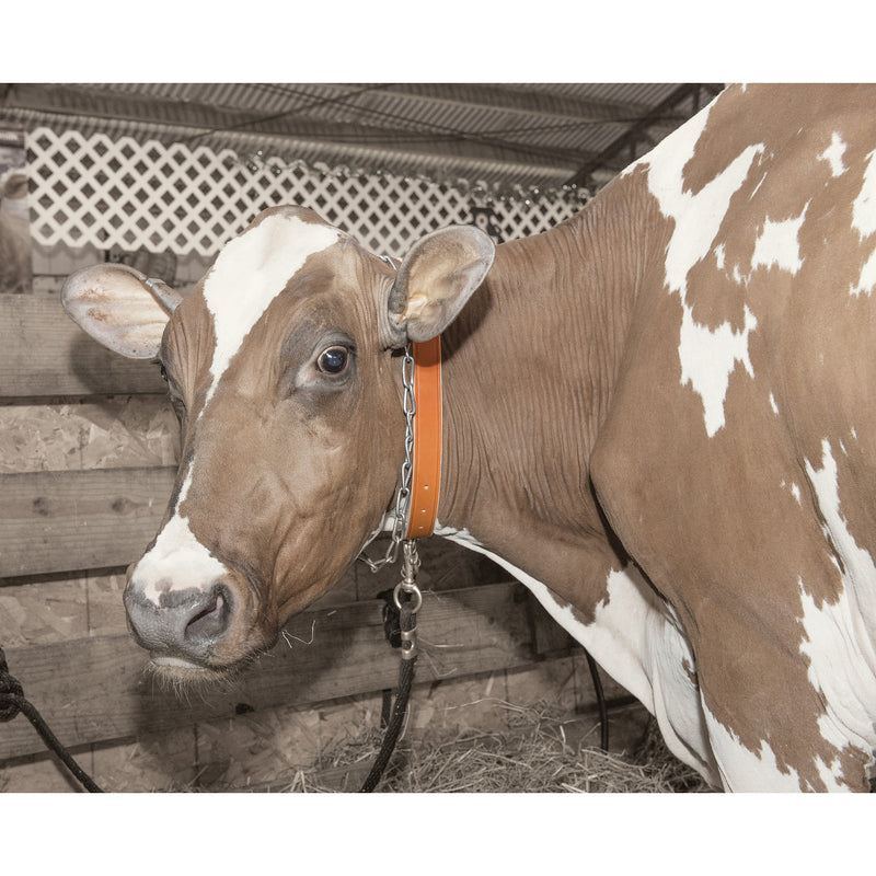 Durable Cow Collars & Neck Belts for Dairy Cattle Care – Weaver Livestock