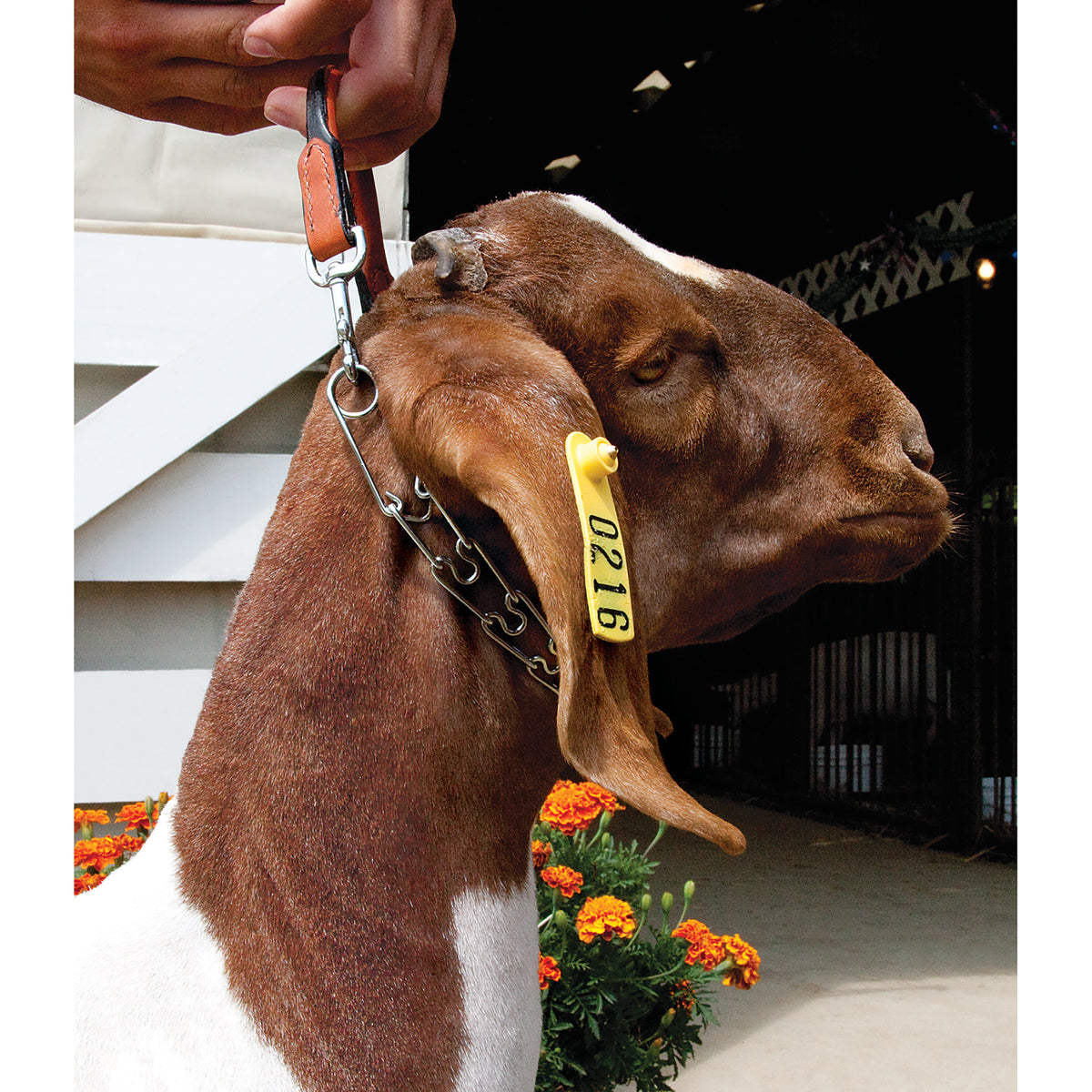 Goat Collars & Leads – Weaver Livestock