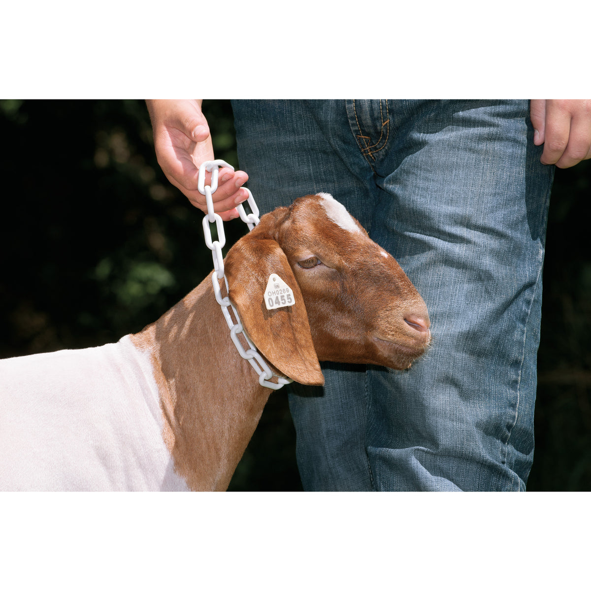 Durable Goat Collars & Leads for Daily Handling and Shows – Weaver ...
