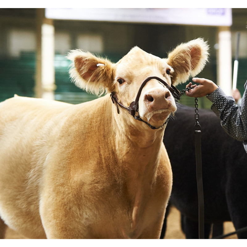 Cattle Leads - Cattle Nose Leads - Weaver Livestock