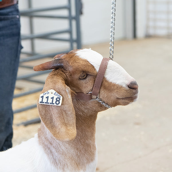 Brahma Webb® Goat Halters - Weaver Livestock