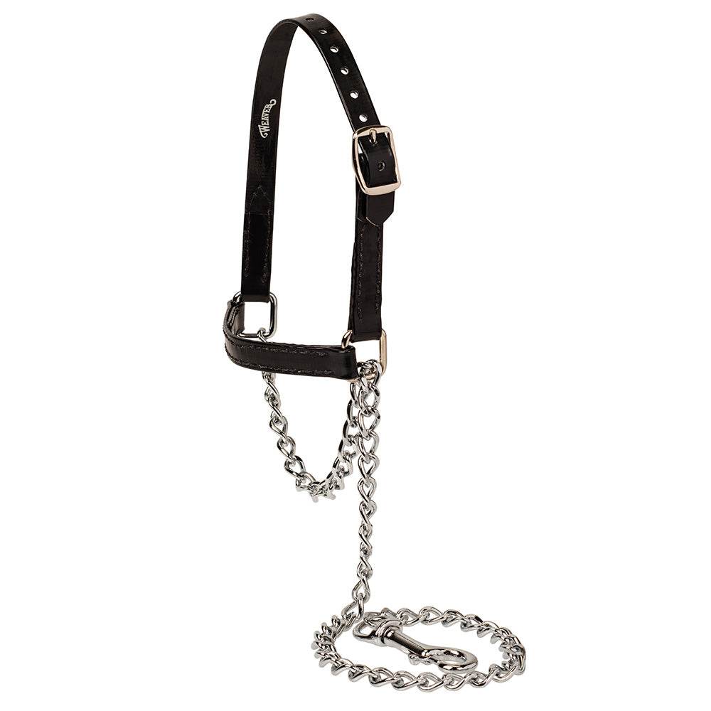 Brahma Webb Clear Coat Sheep and Goat Halter - Weaver Livestock