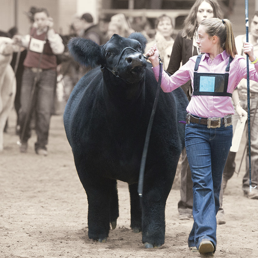 Black Magic Show Halter - Weaver Livestock