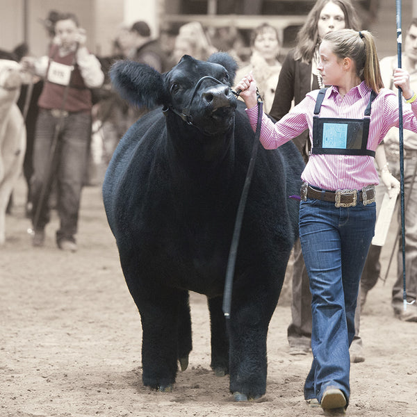 Leather Cattle Show Halters - Weaver Livestock