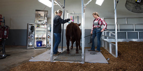 What is a Cattle Chute: A Beginner’s Guide – Weaver Livestock