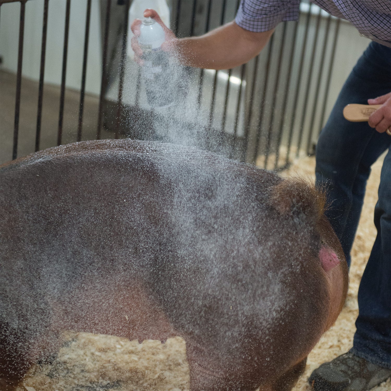 Swine Conditioning Spray, 16 oz. - Weaver Livestock