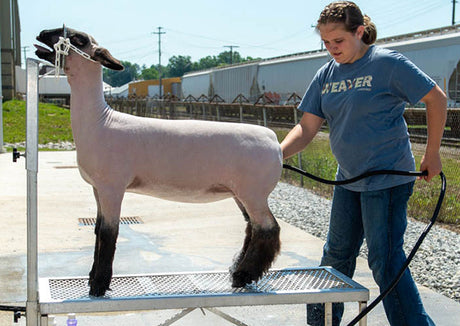 Show Lamb and Sheep Pro Tips - Weaver Livestock