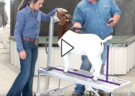 Show Goat Tips: Bracing & Grooming - Weaver Livestock