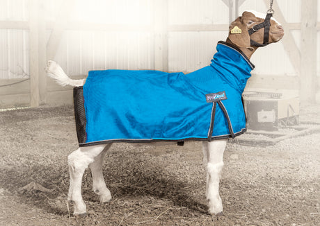 Show Goat Tips: Bracing & Grooming - Weaver Livestock