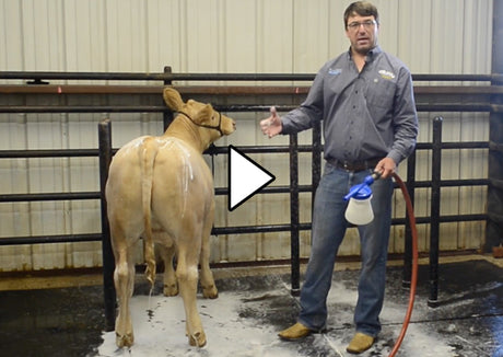 Cattle ProTips – Weaver Livestock