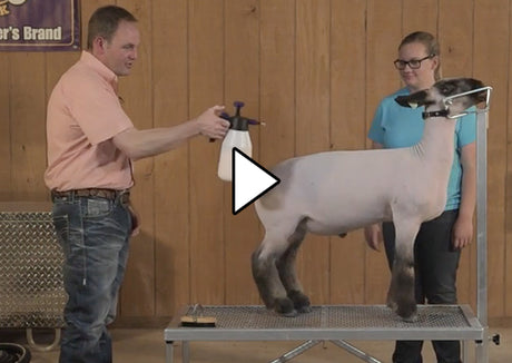 Show Lamb and Sheep Pro Tips - Weaver Livestock