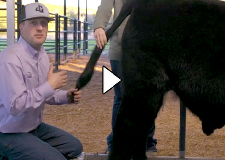 Cattle ProTips – Weaver Livestock