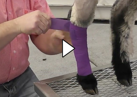 Show Goat Tips: Bracing & Grooming - Weaver Livestock