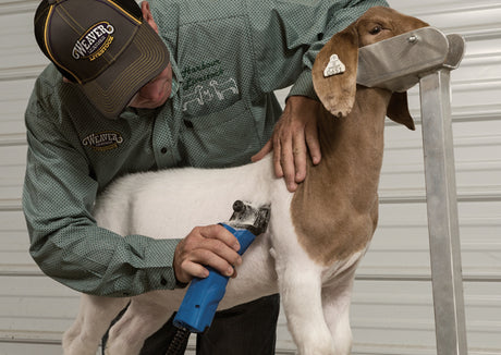 Show Goat Tips: Bracing & Grooming - Weaver Livestock