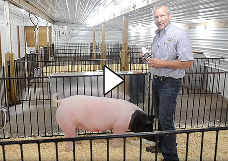 Hog ProTips – Weaver Livestock