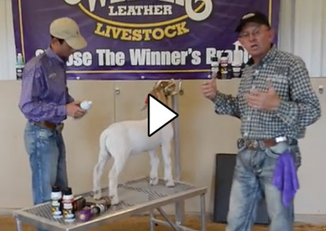 Show Goat Tips: Bracing & Grooming - Weaver Livestock