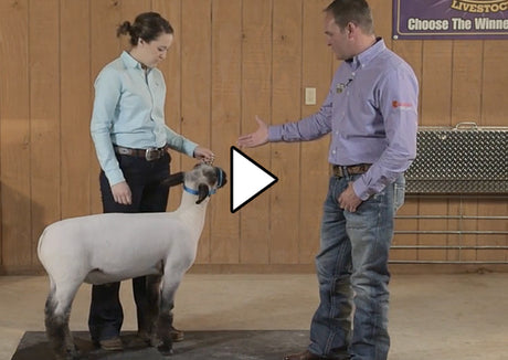 Show Lamb and Sheep Pro Tips - Weaver Livestock