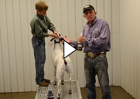 Show Goat Tips: Bracing & Grooming - Weaver Livestock