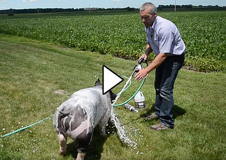 Hog ProTips – Weaver Livestock