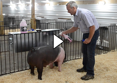 Hog ProTips – Weaver Livestock