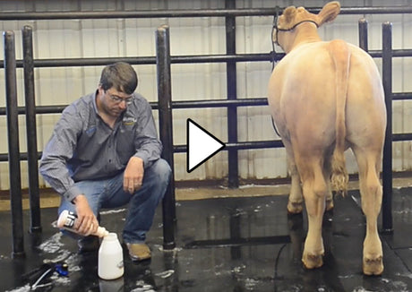 Cattle ProTips – Weaver Livestock