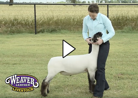 Show Lamb and Sheep Pro Tips - Weaver Livestock