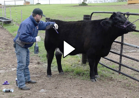 Cattle ProTips – Weaver Livestock