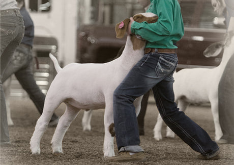 Show Goat Tips: Bracing & Grooming - Weaver Livestock