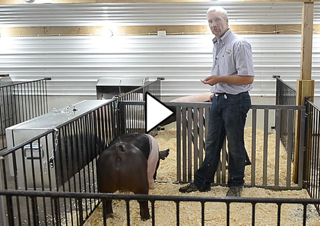 Hog ProTips – Weaver Livestock