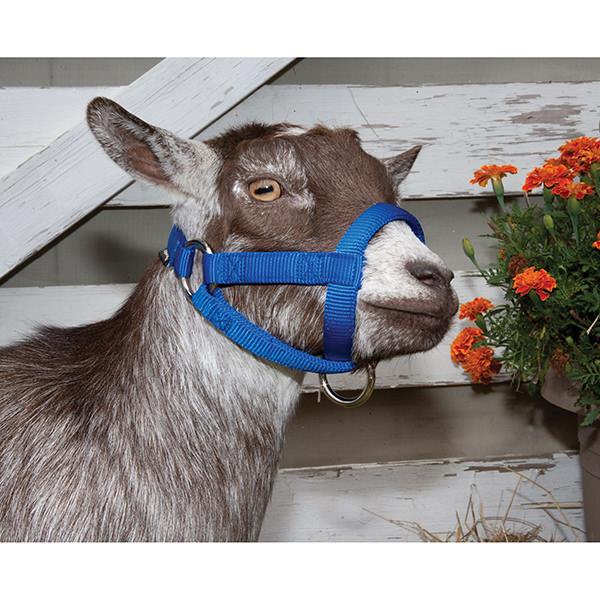 Goat Halter - Weaver Livestock