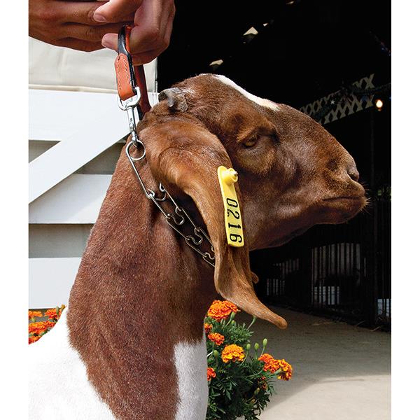 Leather and Chain Goat Collar - Weaver Livestock