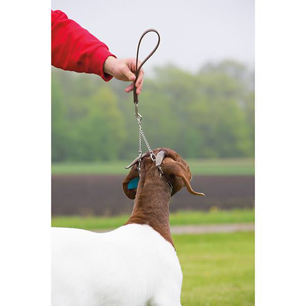 Pronged Chain Goat Collar and Lead Set - Weaver Livestock