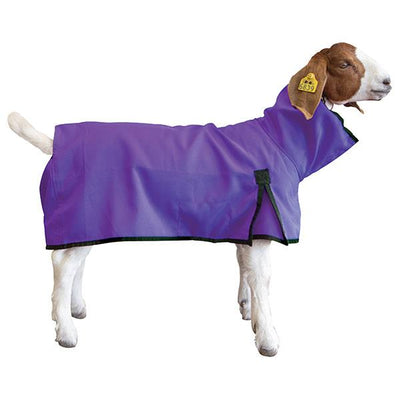 How to Teach Your Calf to Set Up - Weaver Livestock